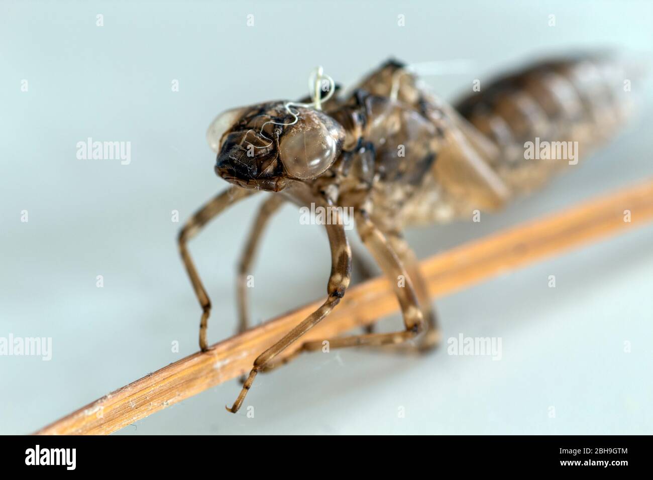 Larva Shell High Resolution Stock Photography and Images - Alamy