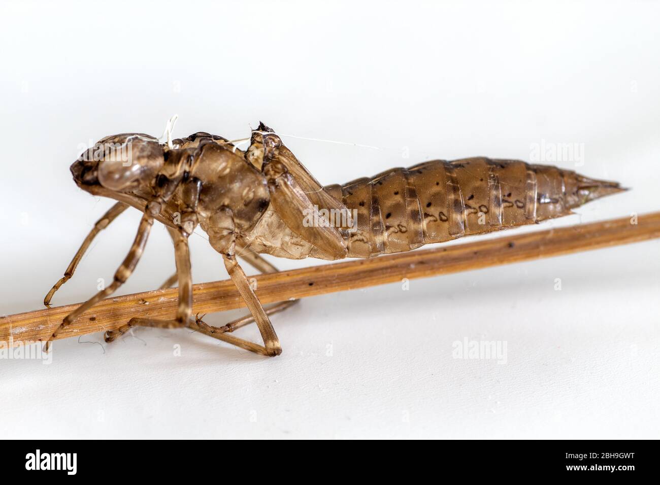 Dragonfly larva hi-res stock photography and images - Alamy