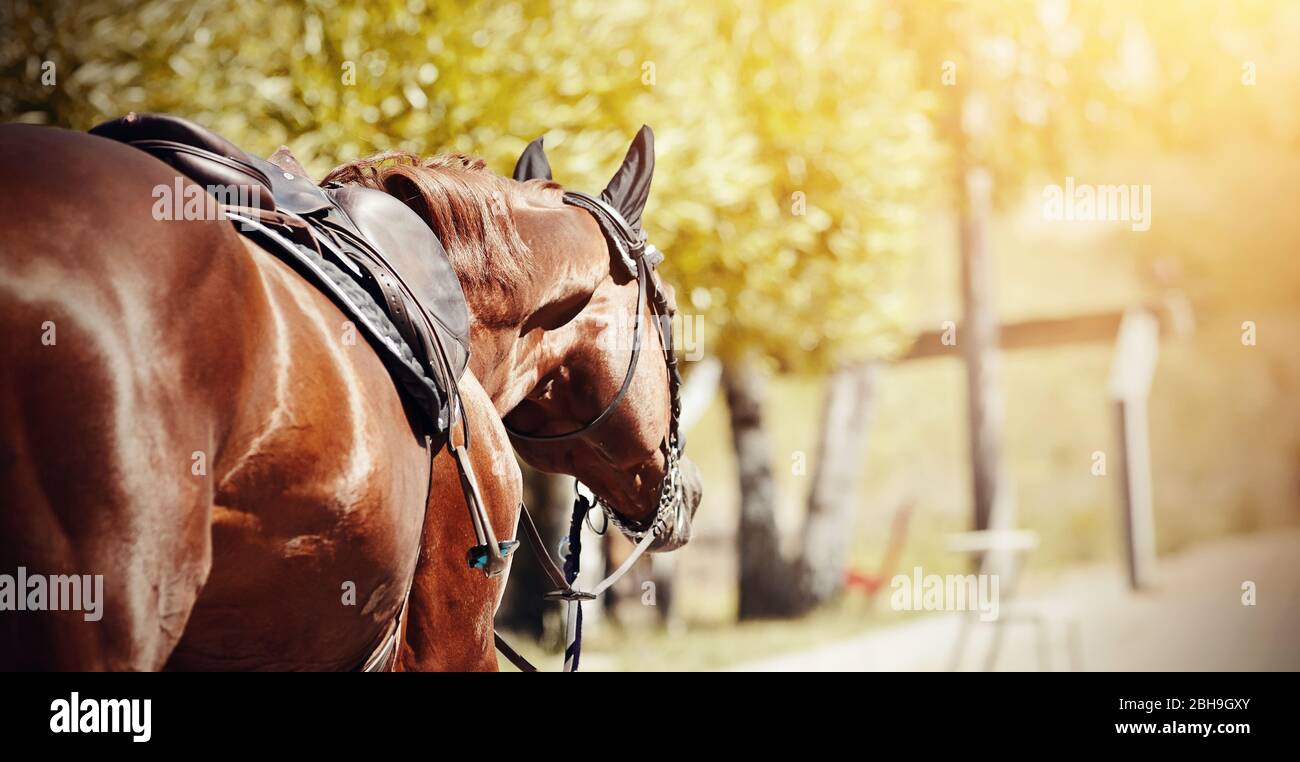 Saddle with stirrups on a back of a stallion. The back of a saddled red ...
