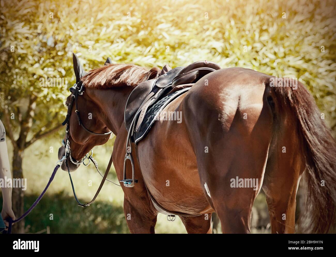 Saddle with stirrups on a back of a stallion. The back of a saddled red ...
