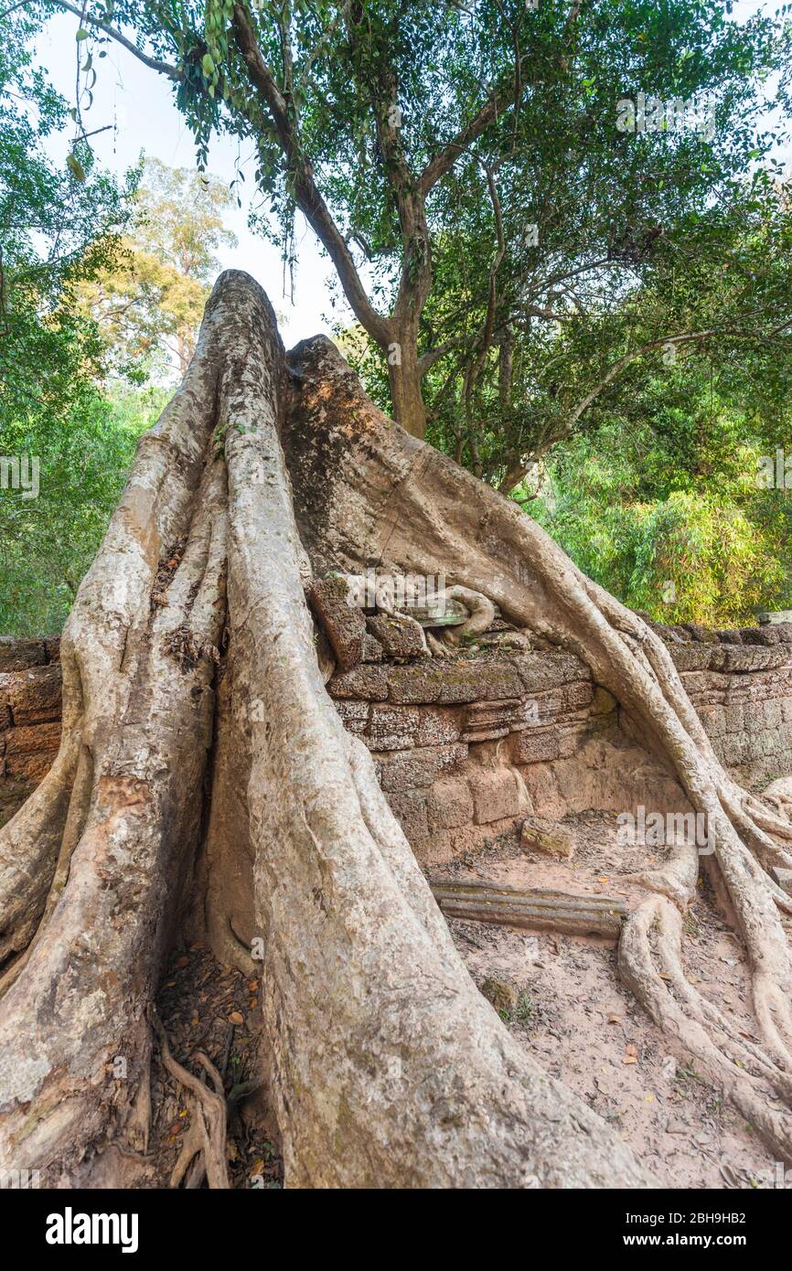 Cambodia, Angkor, Ta Prohm, temple tree Stock Photo - Alamy