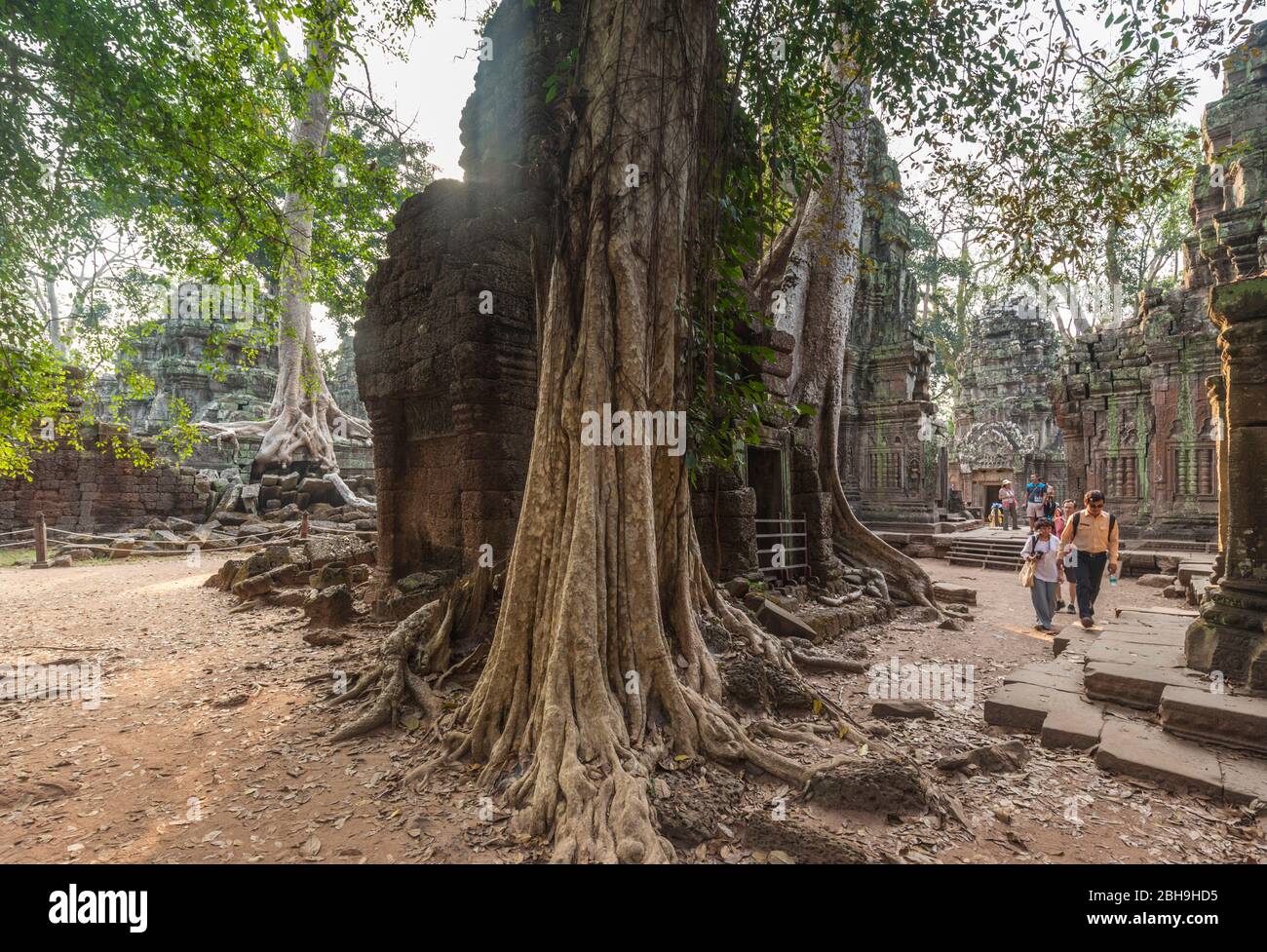 Cambodia, Angkor, Ta Prohm, temple tree Stock Photo - Alamy