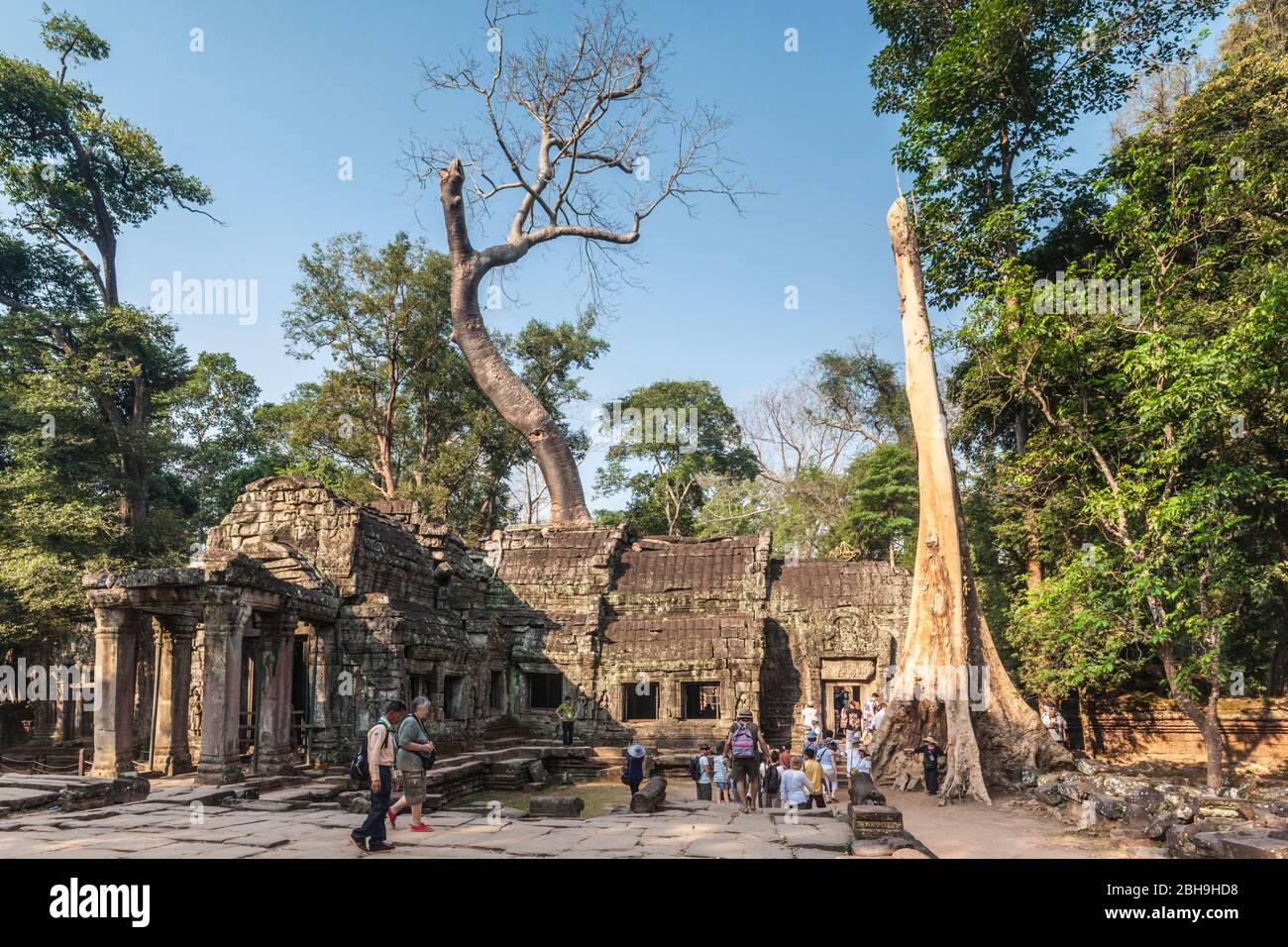 Cambodia, Angkor, Ta Prohm, temple tree Stock Photo - Alamy