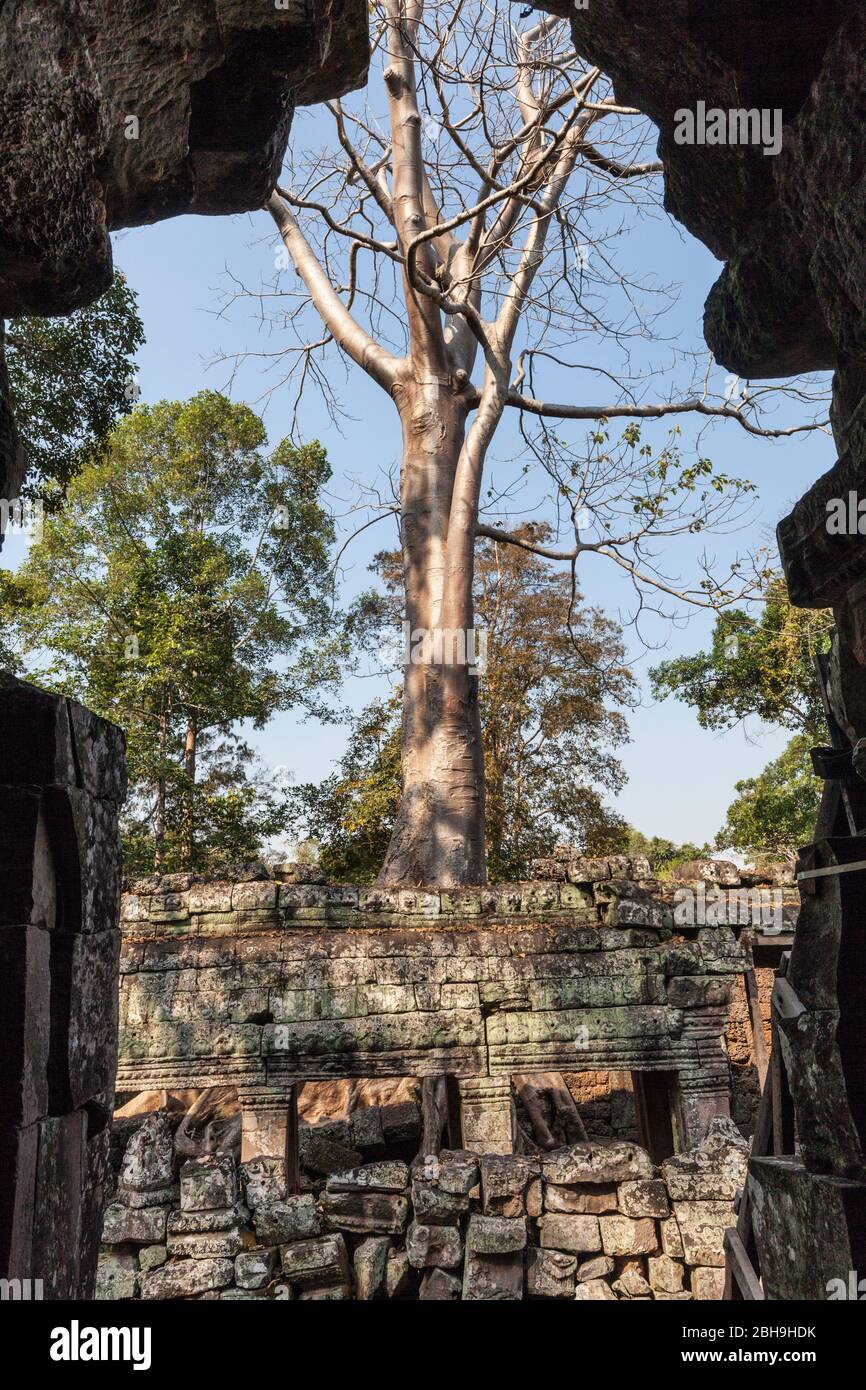 Cambodia, Angkor, Ta Prohm, temple tree Stock Photo - Alamy