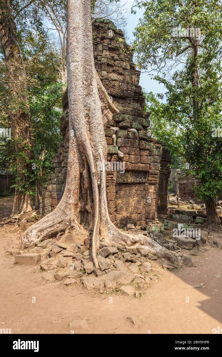 Cambodia, Angkor, Ta Prohm, temple tree Stock Photo - Alamy