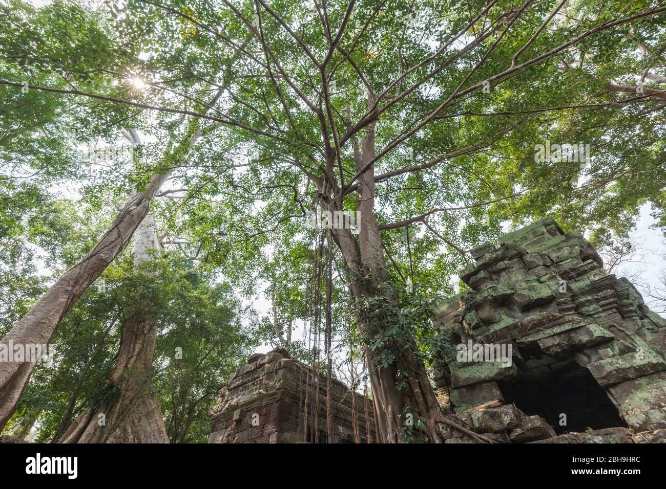 Cambodia, Angkor, Ta Prohm, temple tree Stock Photo - Alamy