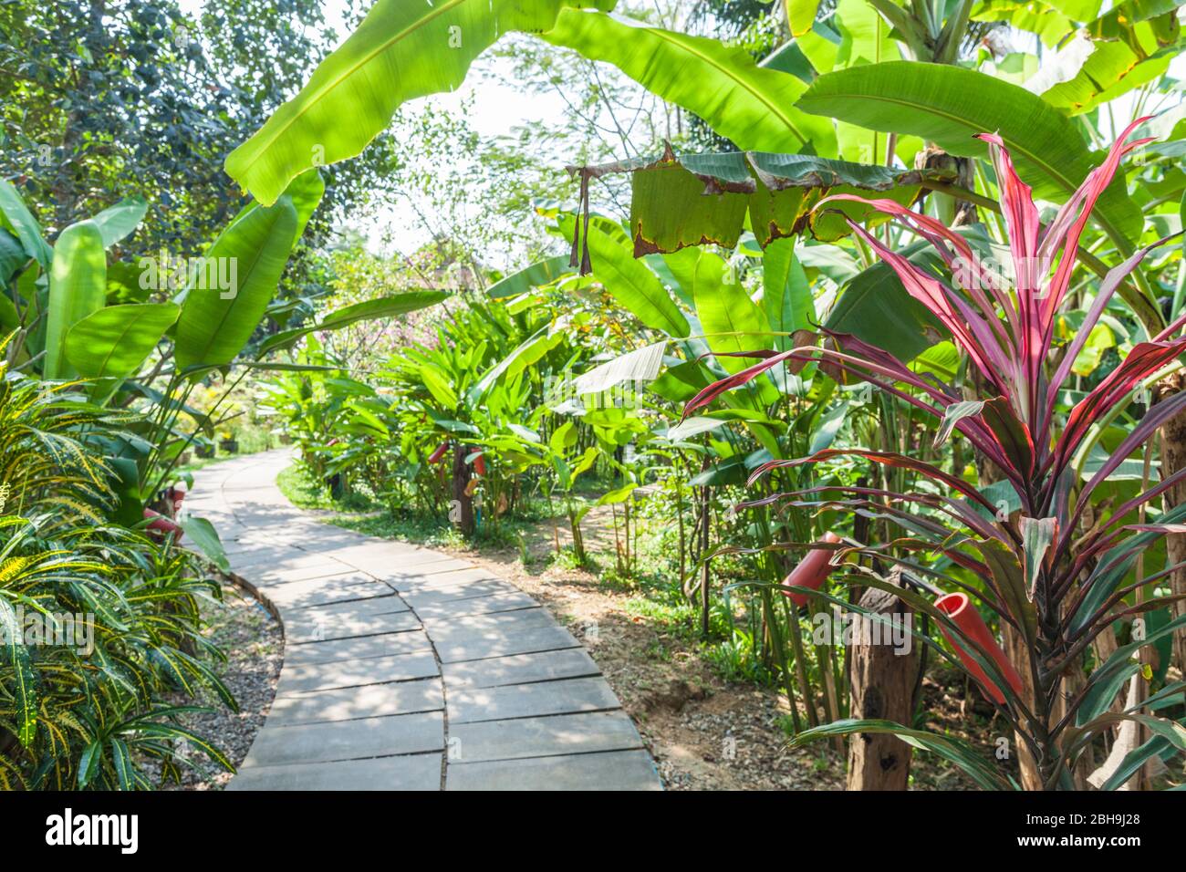 Walkway and tropical plants hi-res stock photography and images - Alamy
