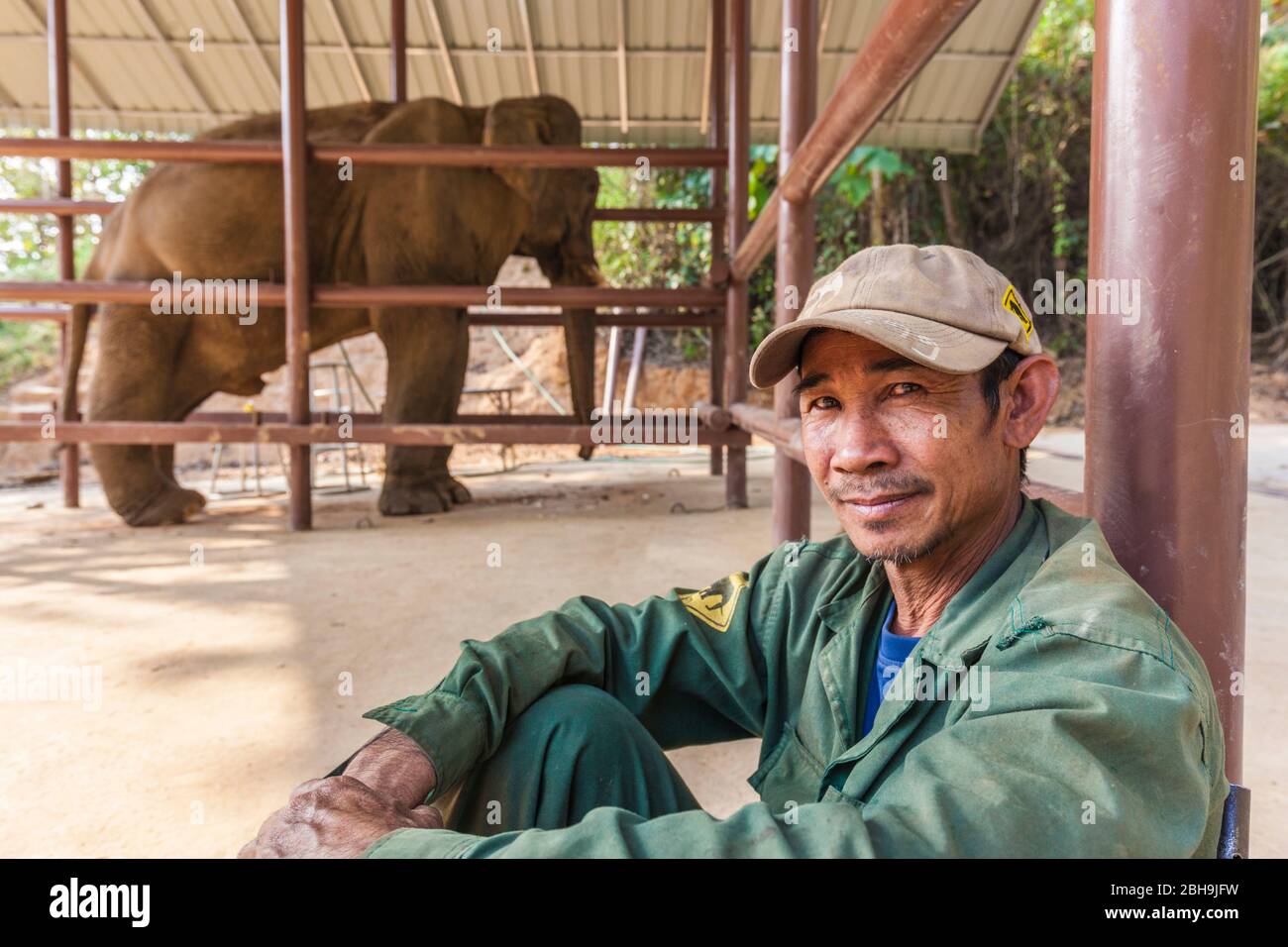 Laos, Sainyabuli, Elephant Conservation Center, Asian elephant, elephas ...