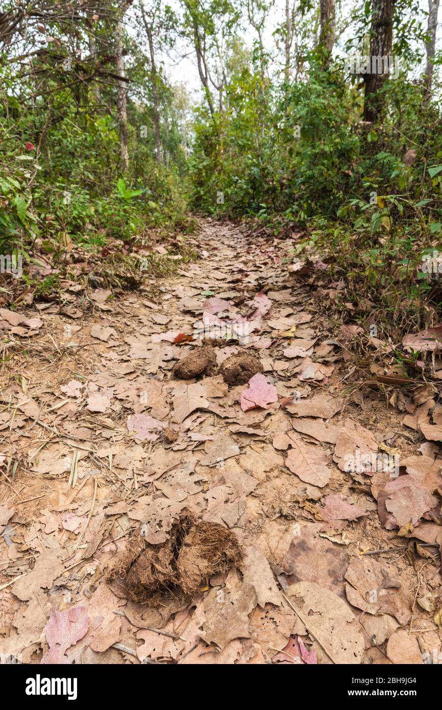 Elephant dung hi-res stock photography and images - Alamy