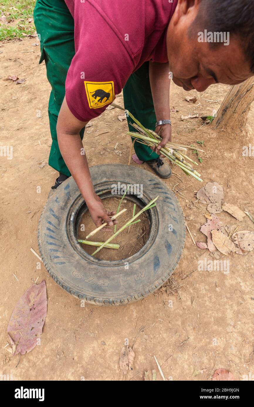 Staff member hiding elephant food hi-res stock photography and images ...
