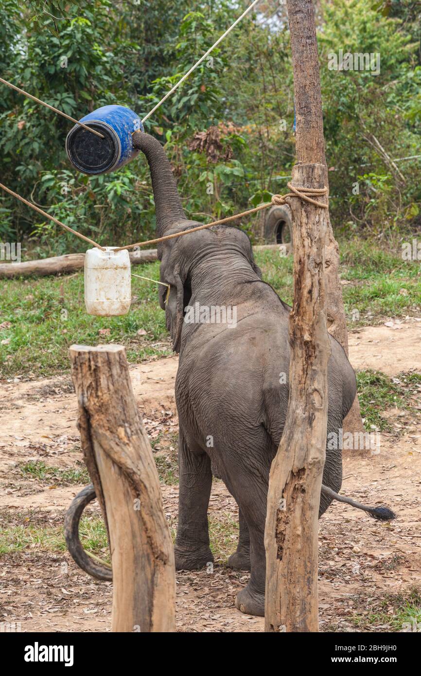 Laos, Sainyabuli, Elephant Conservation Center, elephant enrichment ...