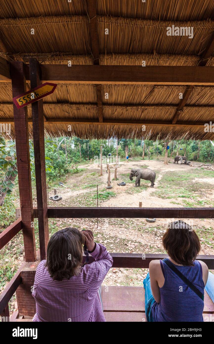Laos, Sainyabuli, Elephant Conservation Center, elephant enrichment ...