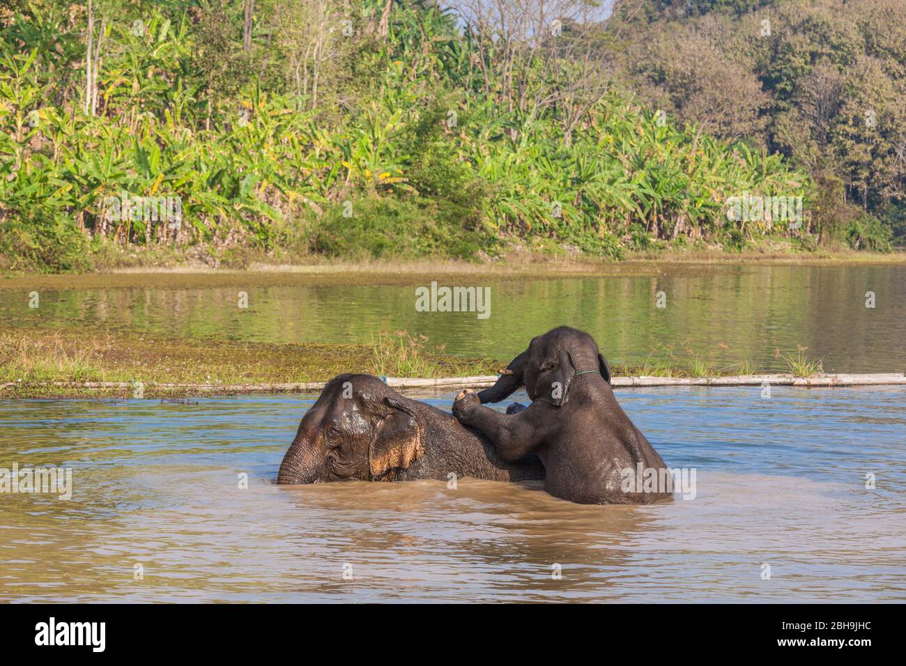 Mature asian elephant hi-res stock photography and images - Alamy