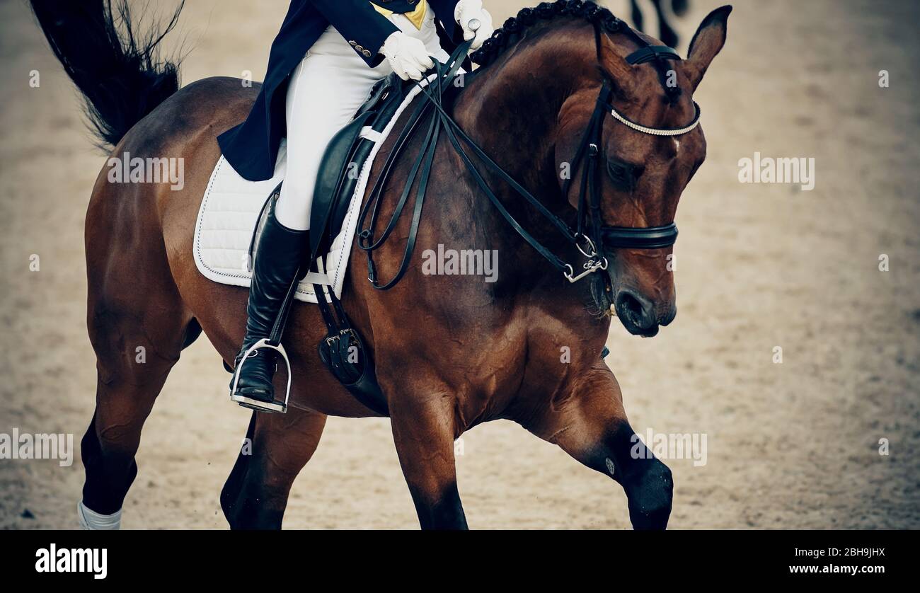 Equestrian sport.The leg of the rider in the stirrup, riding on a brown ...