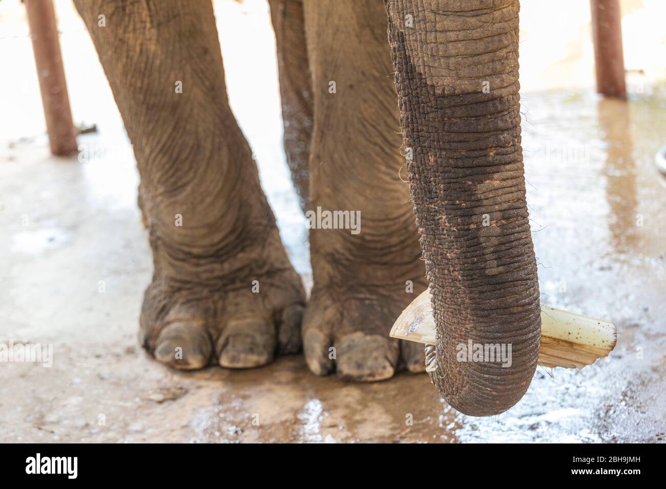 Asian elephant feet hi-res stock photography and images - Alamy