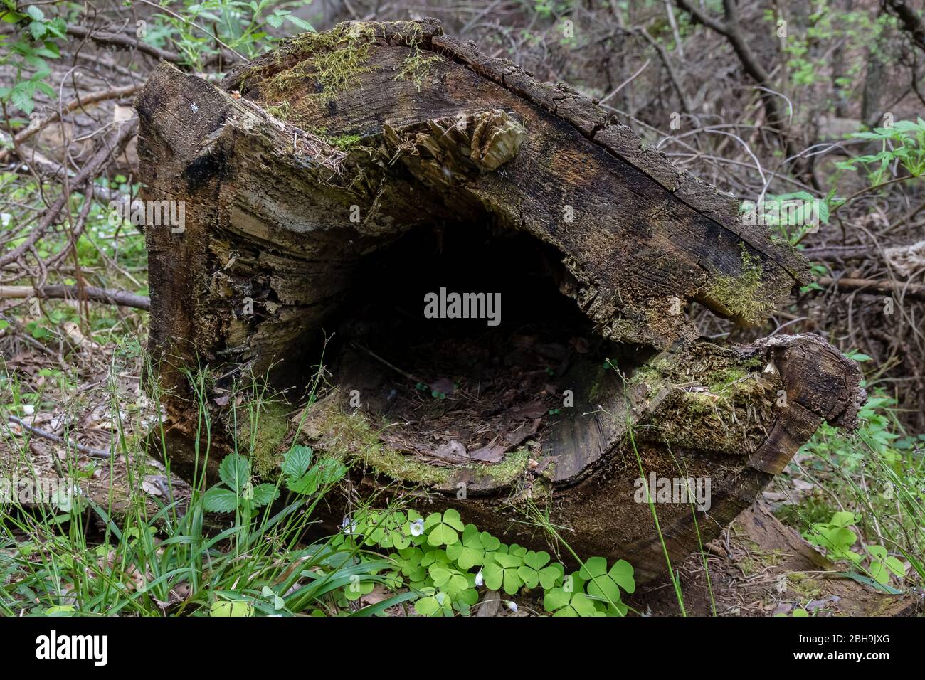 Hollow tree trunk hi-res stock photography and images - Alamy