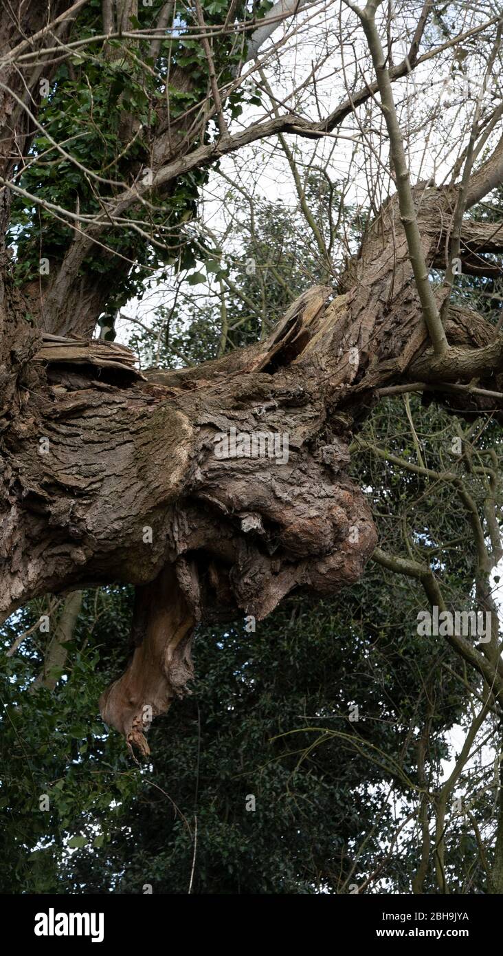 Face shape tree hi-res stock photography and images - Alamy