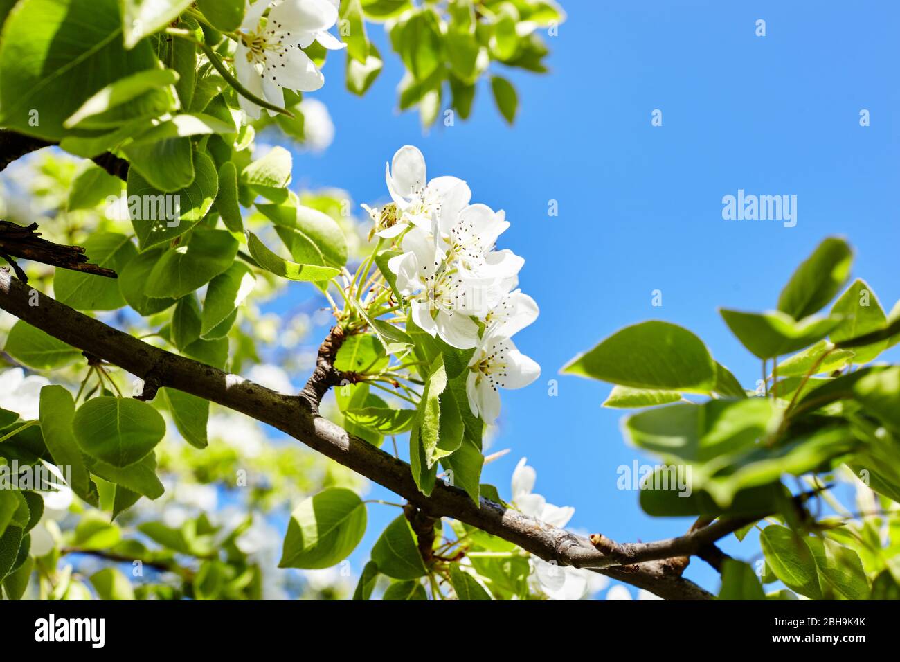 Beautiful white apple or pear blossom.Flowering apple/pear tree.Fresh ...
