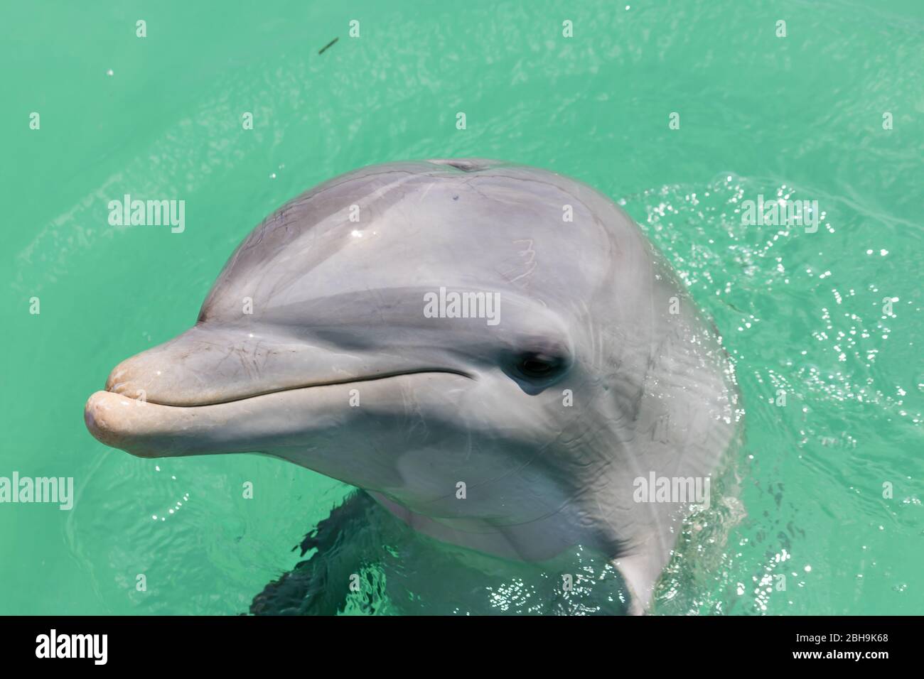 Dolphin Head High Resolution Stock Photography and Images - Alamy