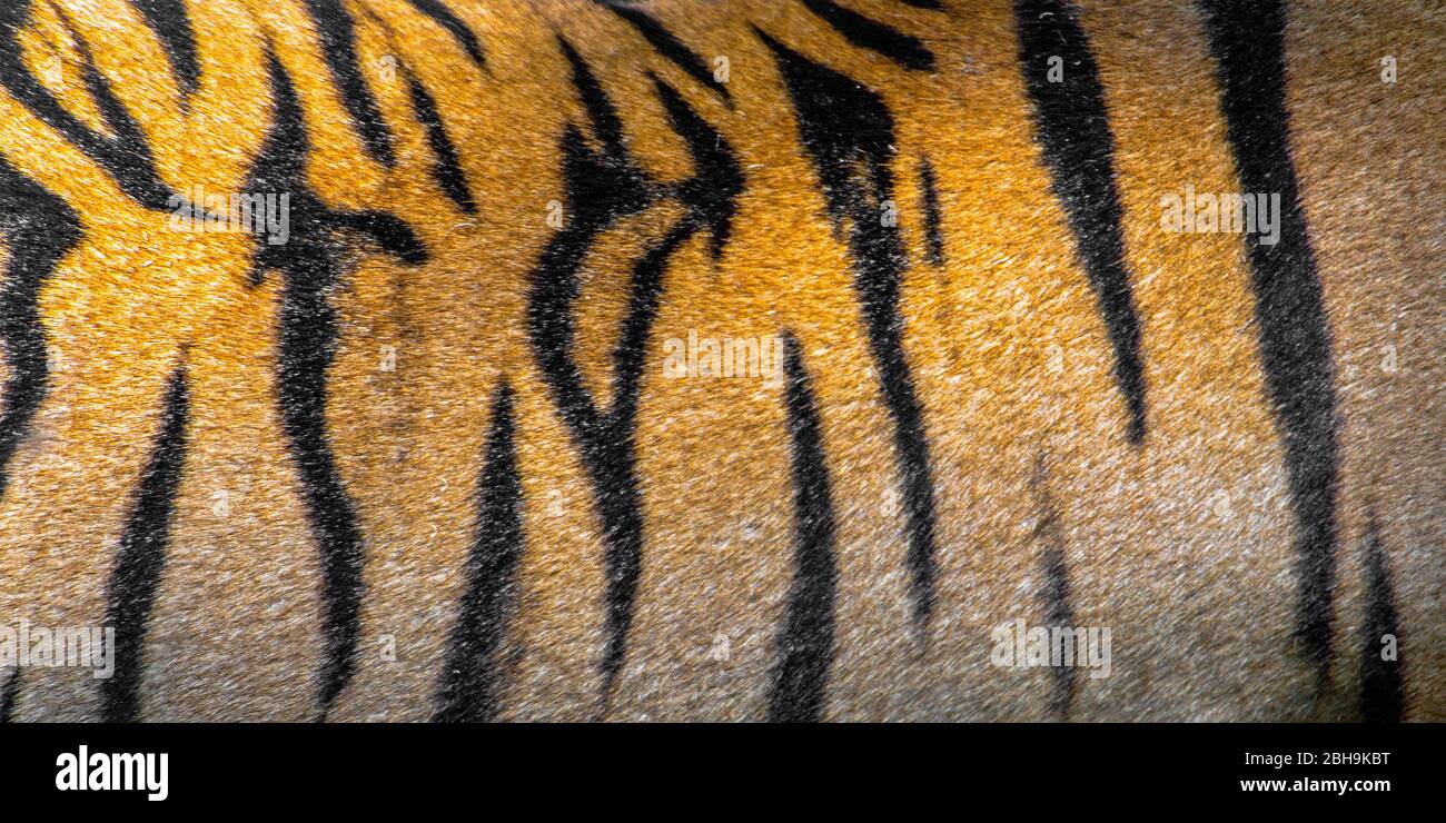 Black tiger of india hi-res stock photography and images - Alamy