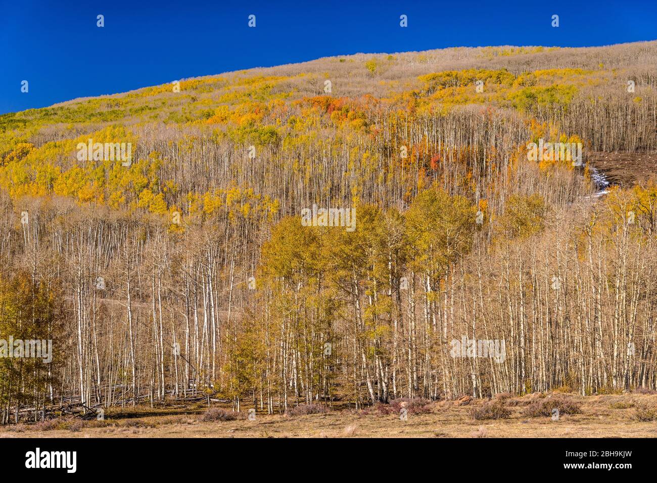 USA, Utah, Garfield County, Boulder, Boulder Mountain, Scenery at ...