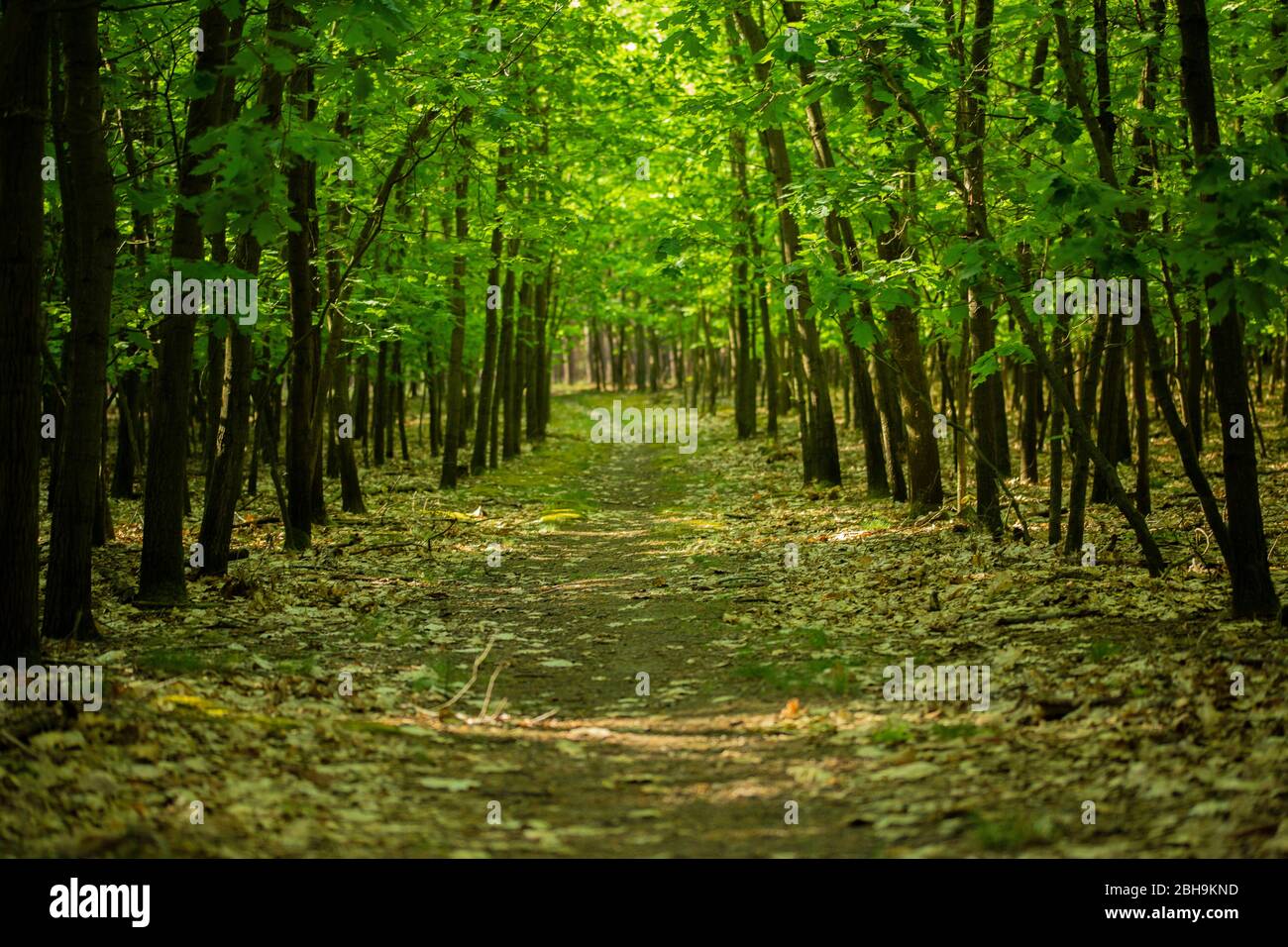 Forest way in spring Stock Photo - Alamy