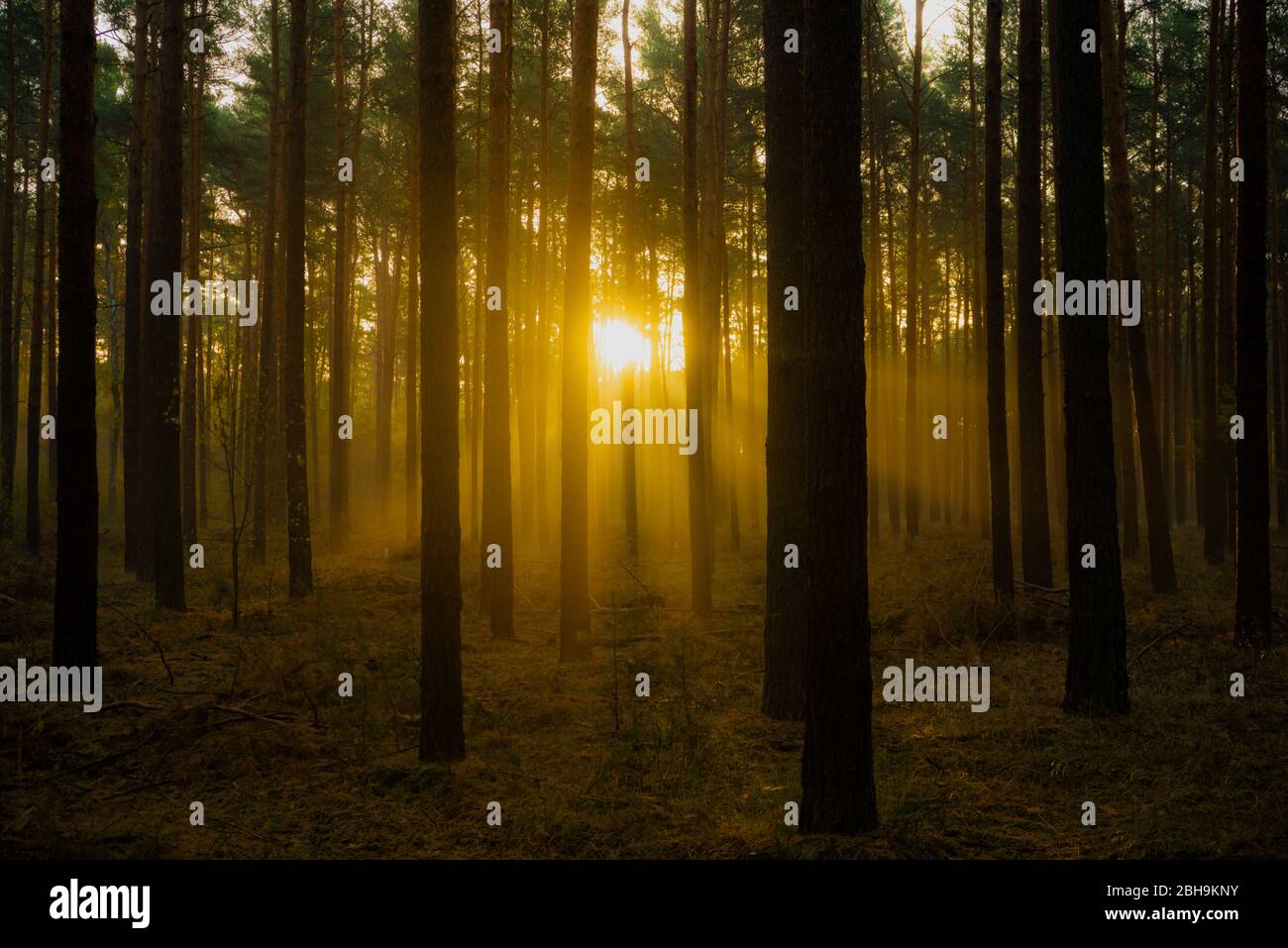 sunrise in the forest in autumn Stock Photo - Alamy