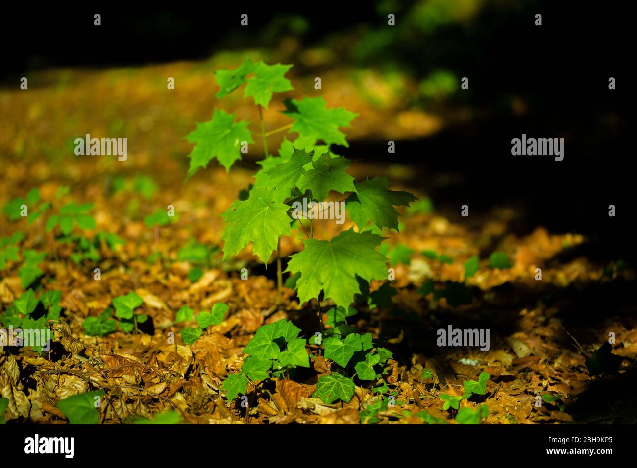 a young tree in the forest Stock Photo - Alamy