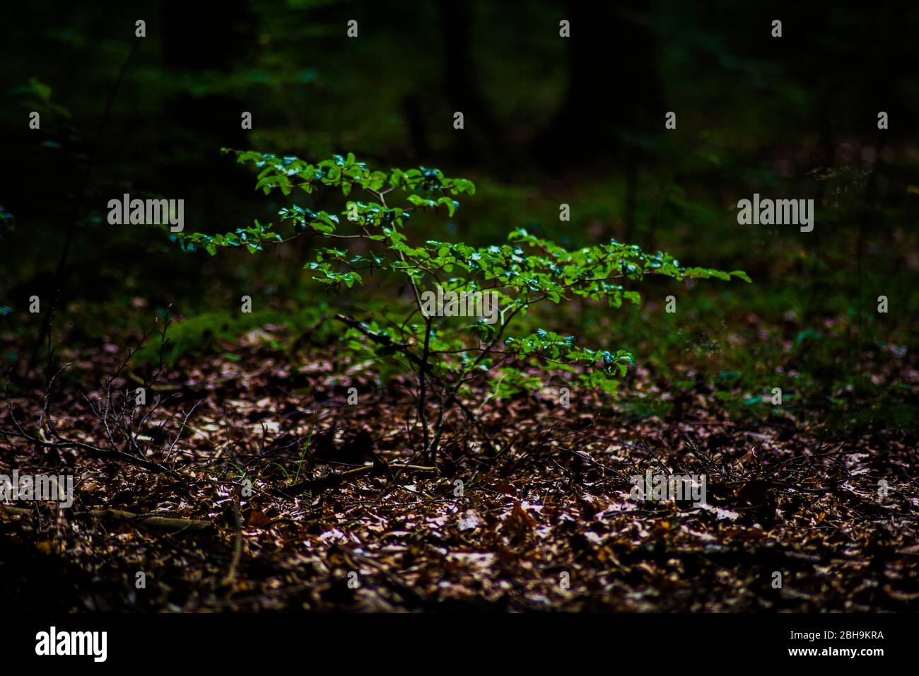 a young tree in the forest Stock Photo - Alamy