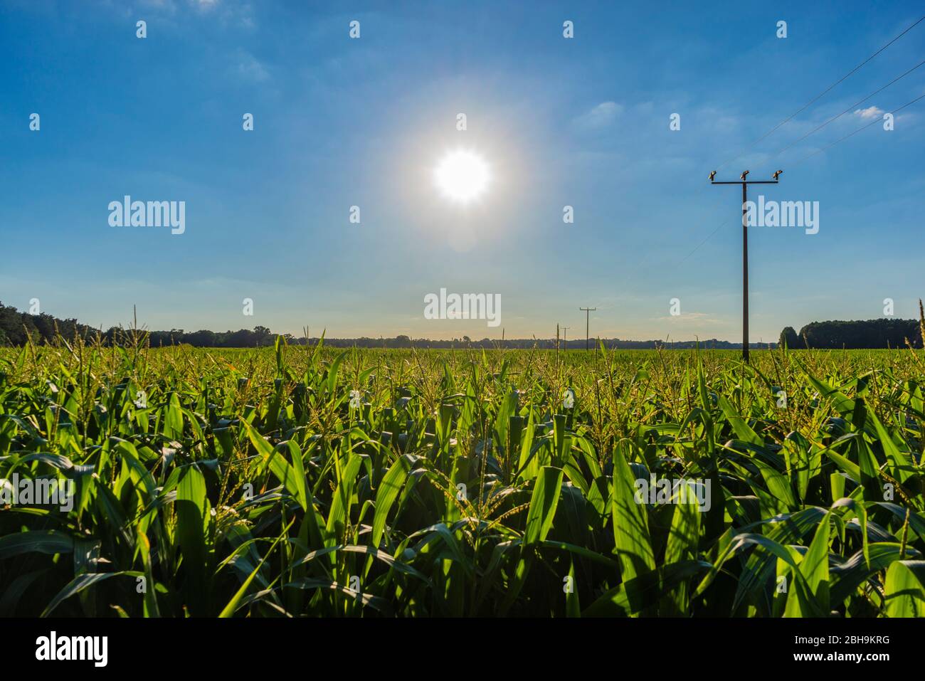 Farmer in a corn field hi-res stock photography and images - Alamy