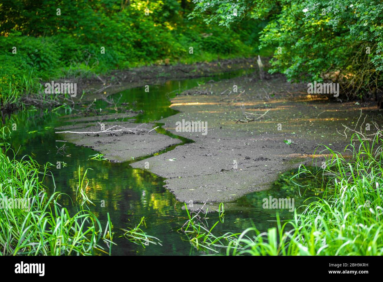 Small river in the forest, with very little water Stock Photo - Alamy
