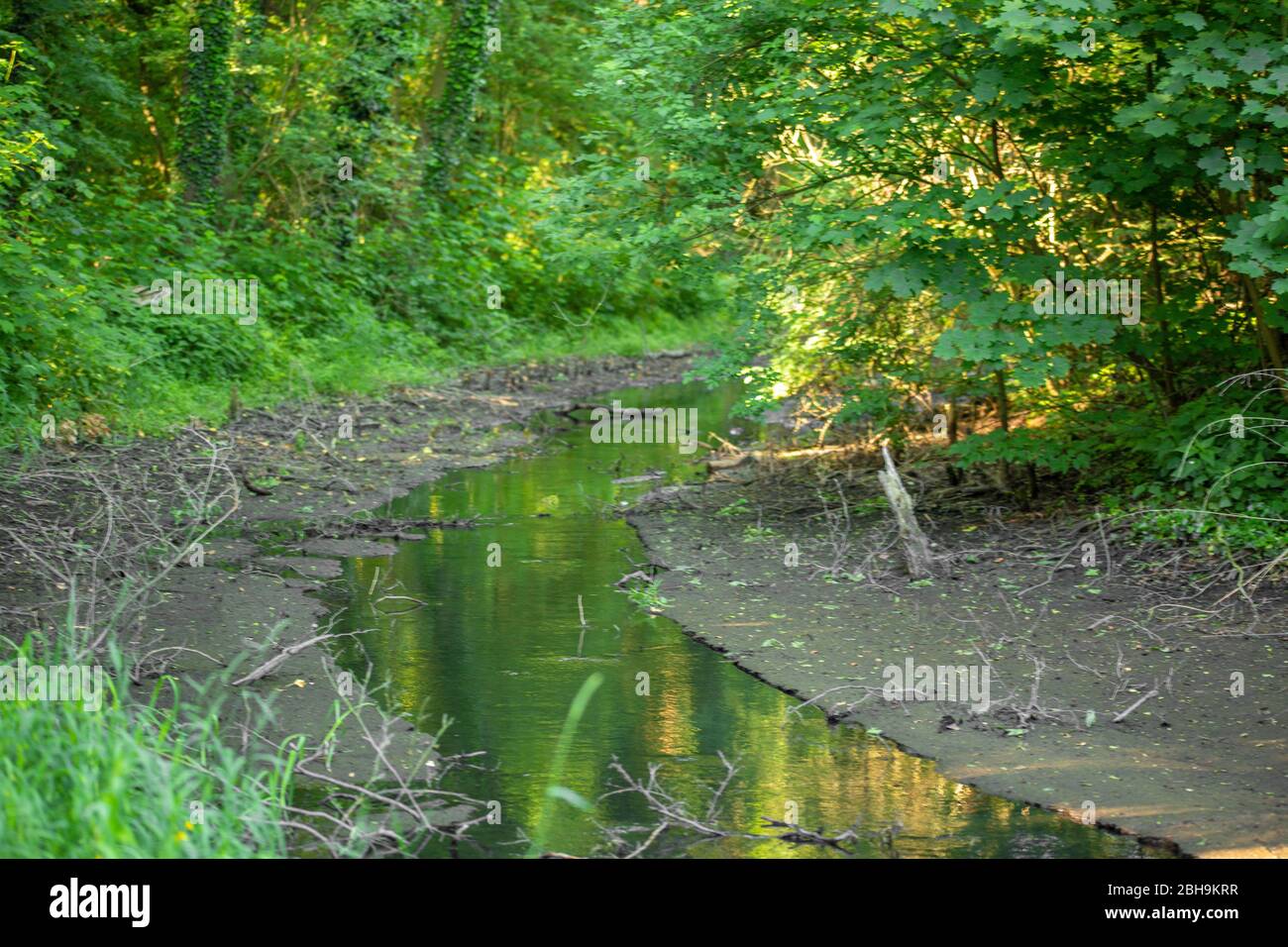 Small river in the forest, with very little water Stock Photo - Alamy