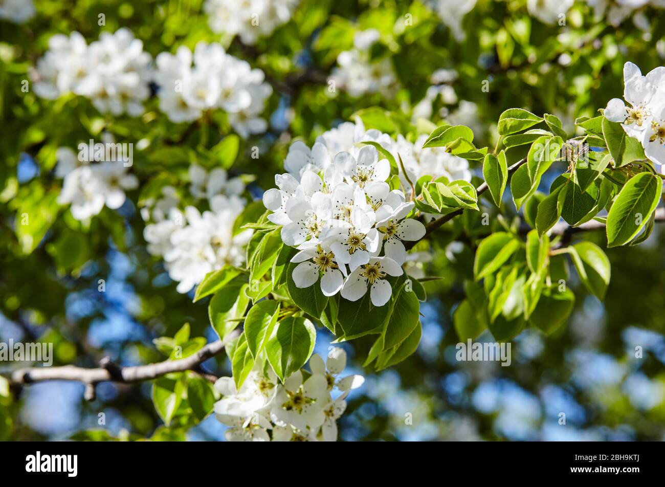 Beautiful white apple or pear blossom.Flowering apple/pear tree.Fresh ...