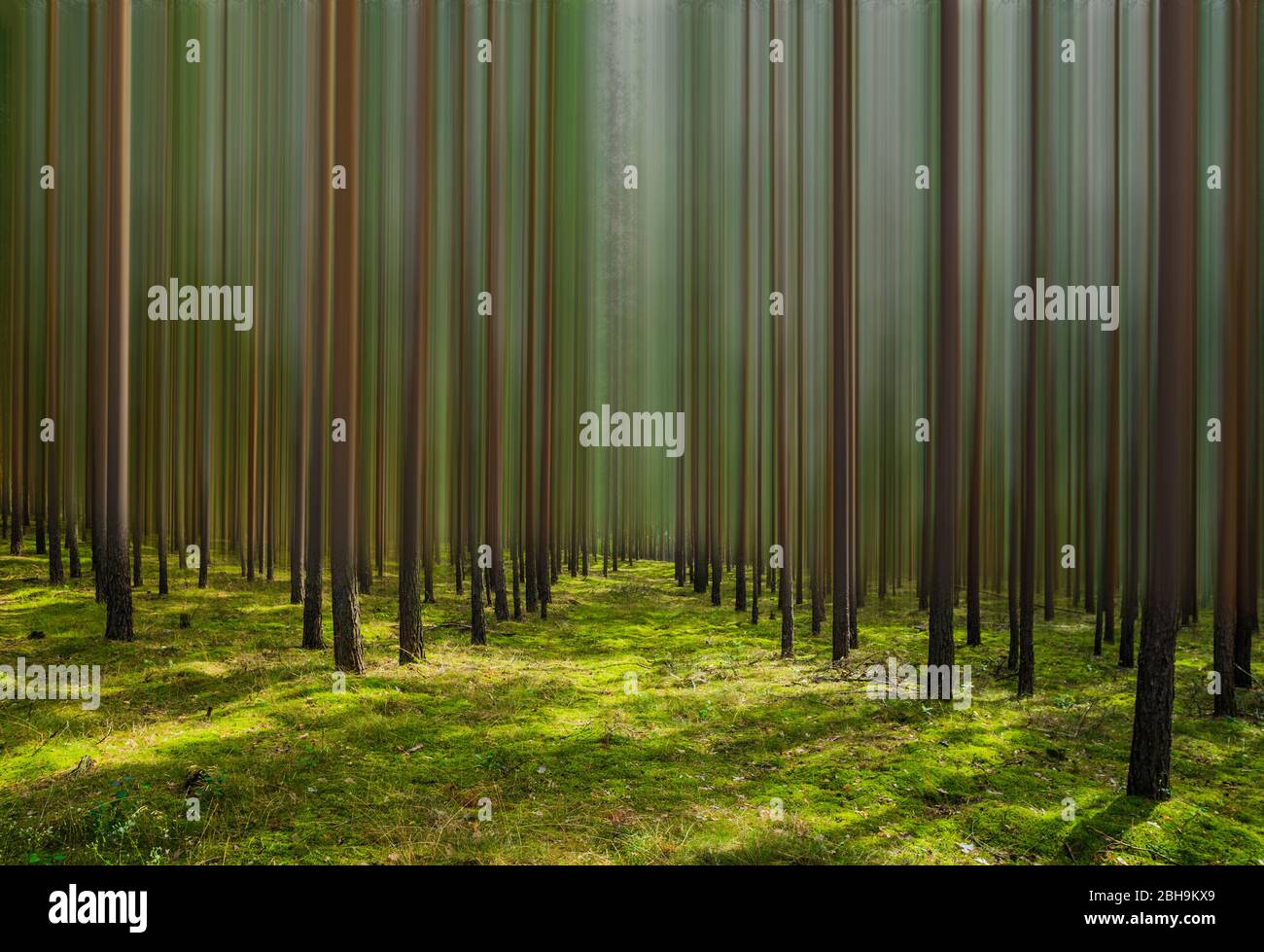 forest in the summer, edited surreal Stock Photo - Alamy