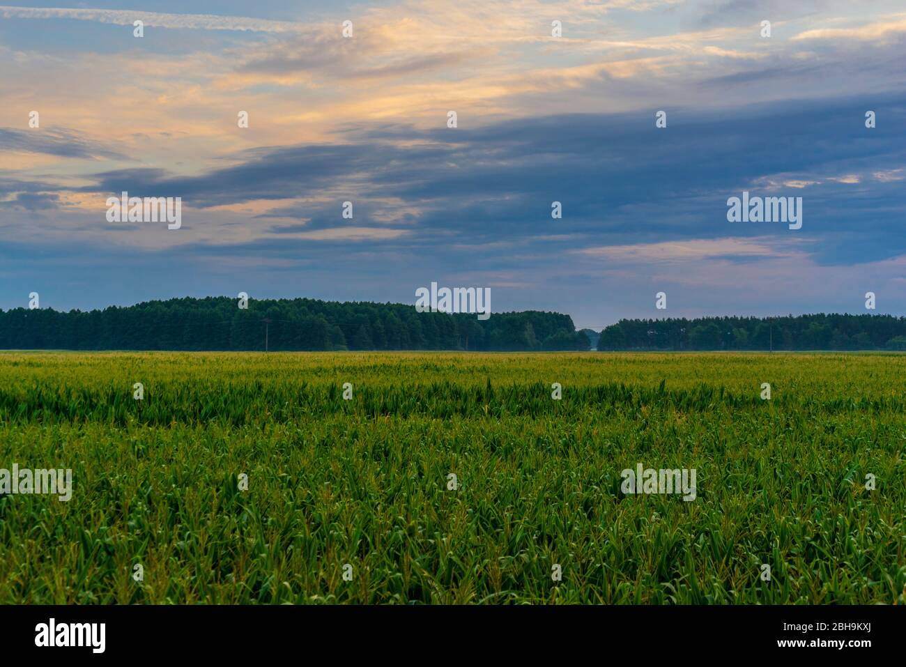 Sunrise in the summer over a corn field hi-res stock photography and ...