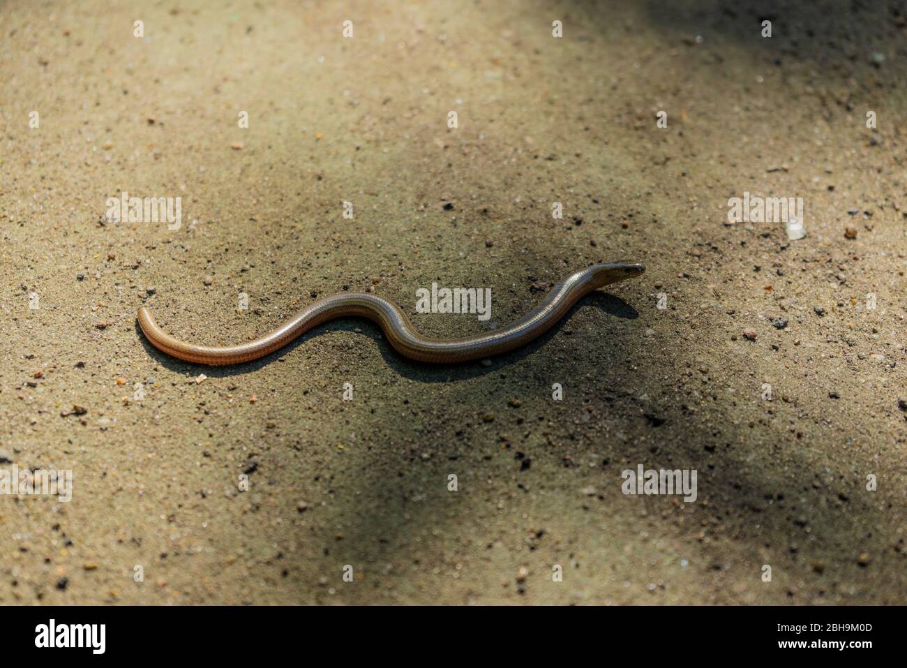 Sunning itself hi-res stock photography and images - Alamy