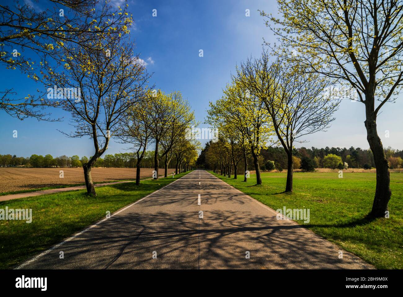 Country road in spring Stock Photo - Alamy
