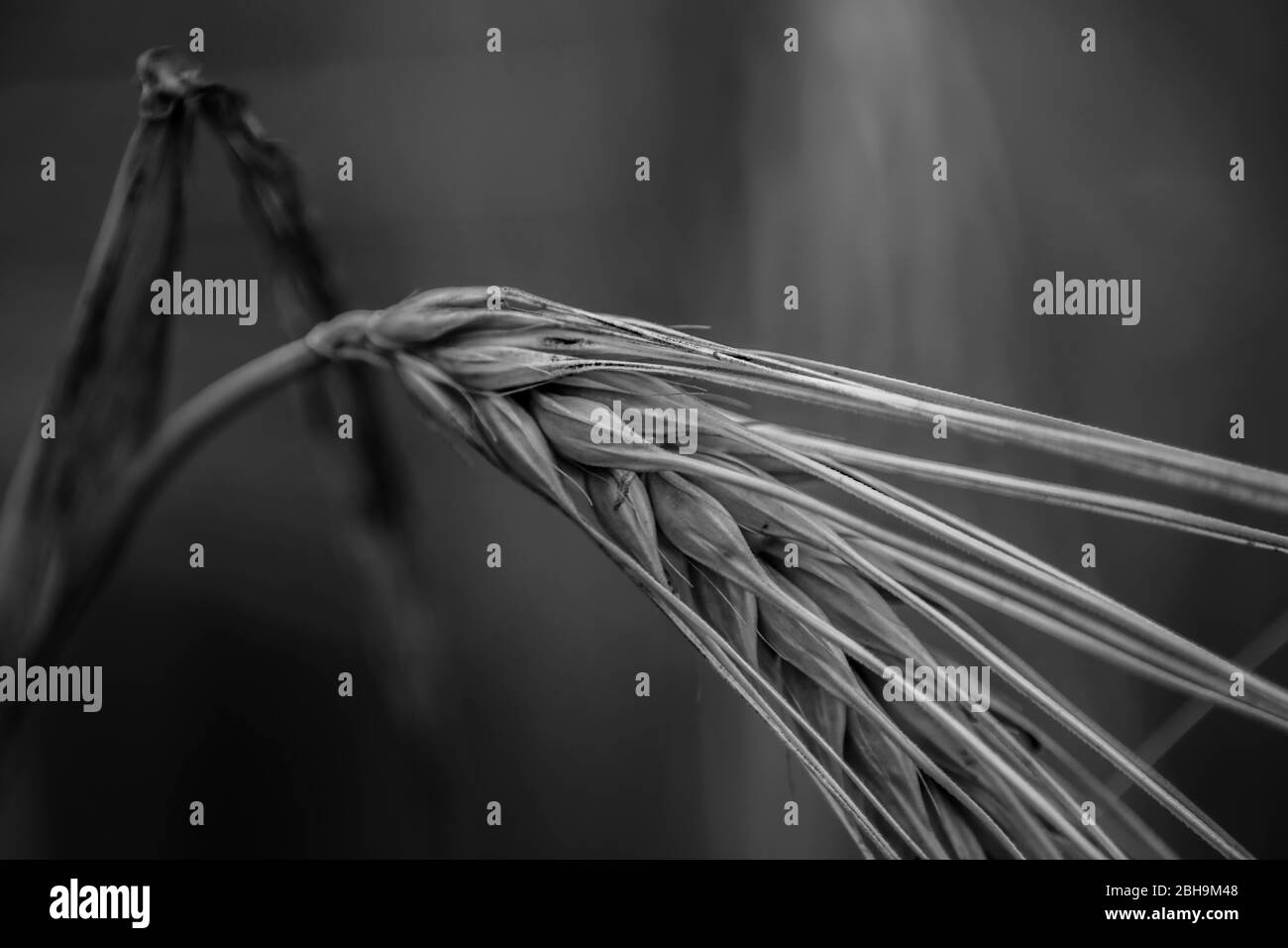 Single wheat plants hi-res stock photography and images - Alamy