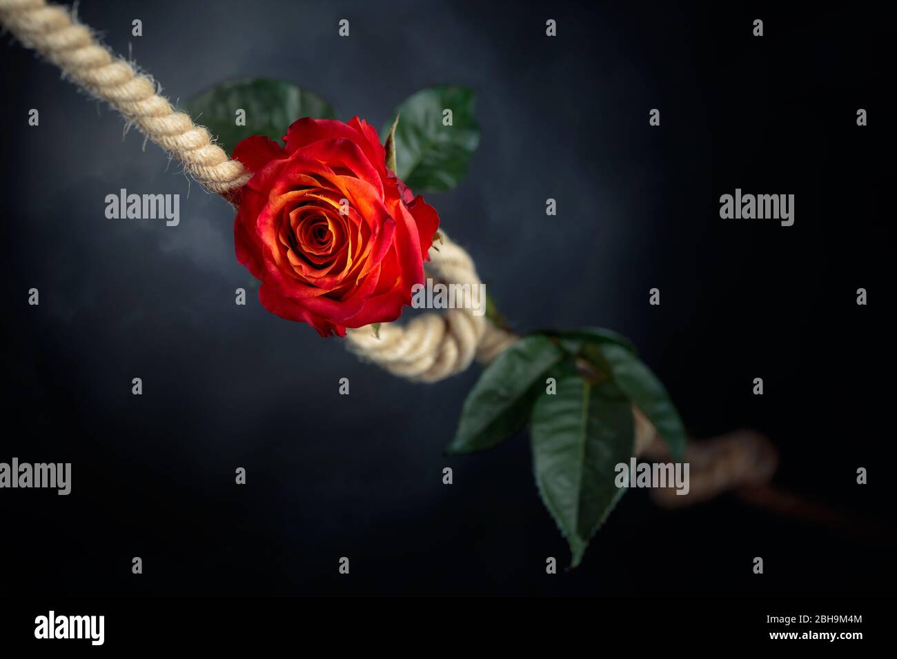 Freedom rose flower hi-res stock photography and images - Alamy