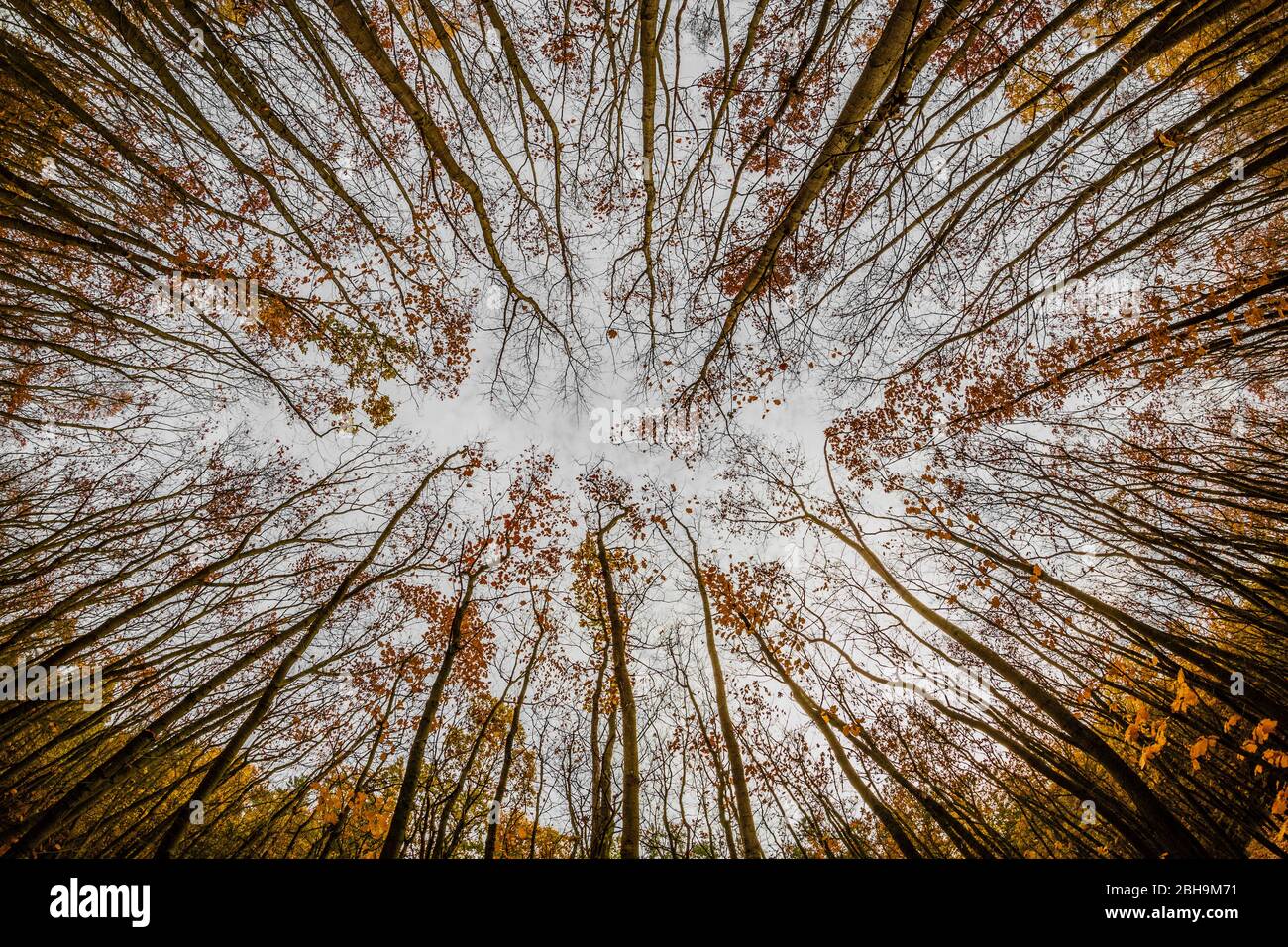 Treetops in the forest hi-res stock photography and images - Alamy