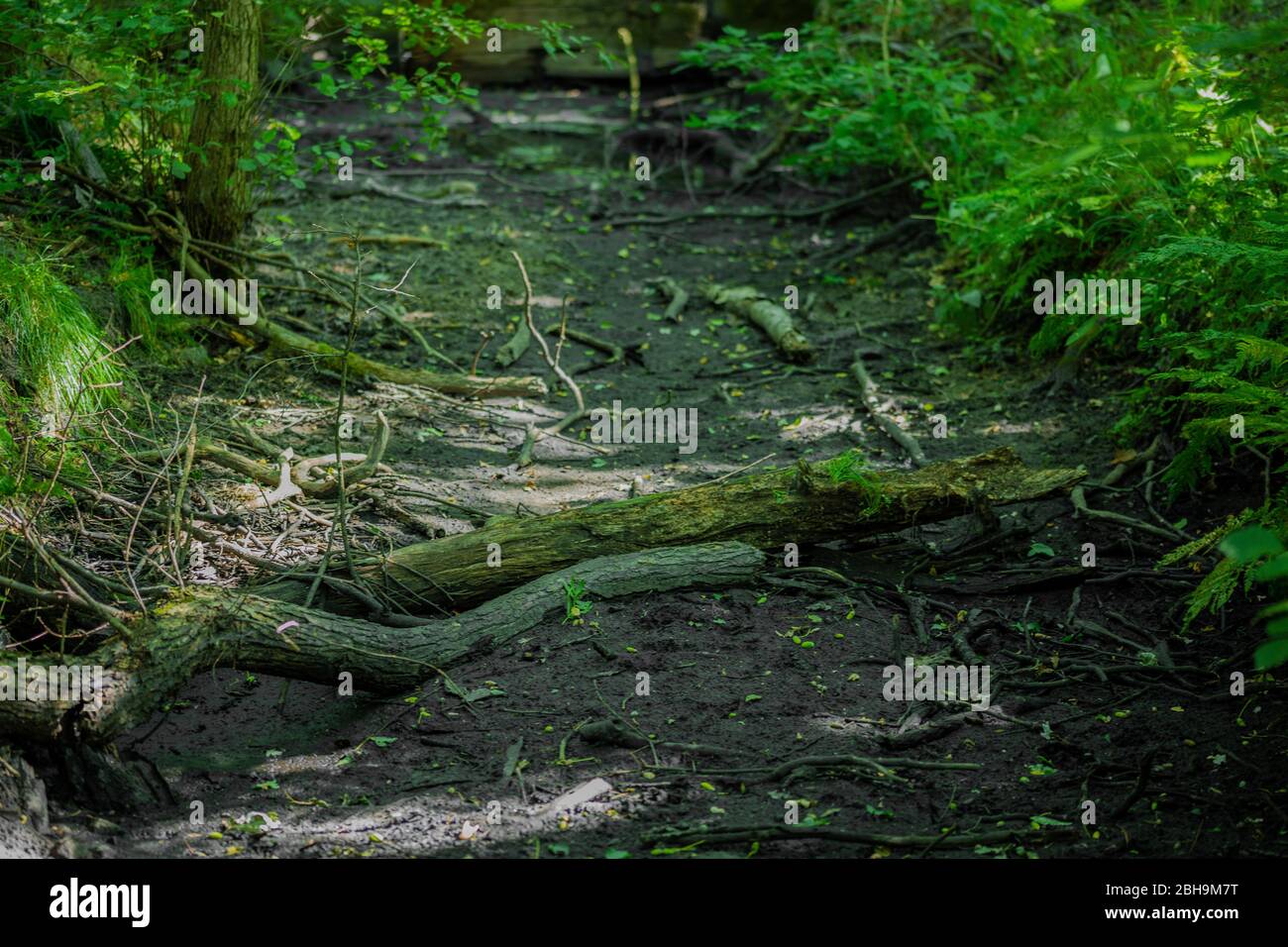 Trees and rivers in summer hi-res stock photography and images - Alamy