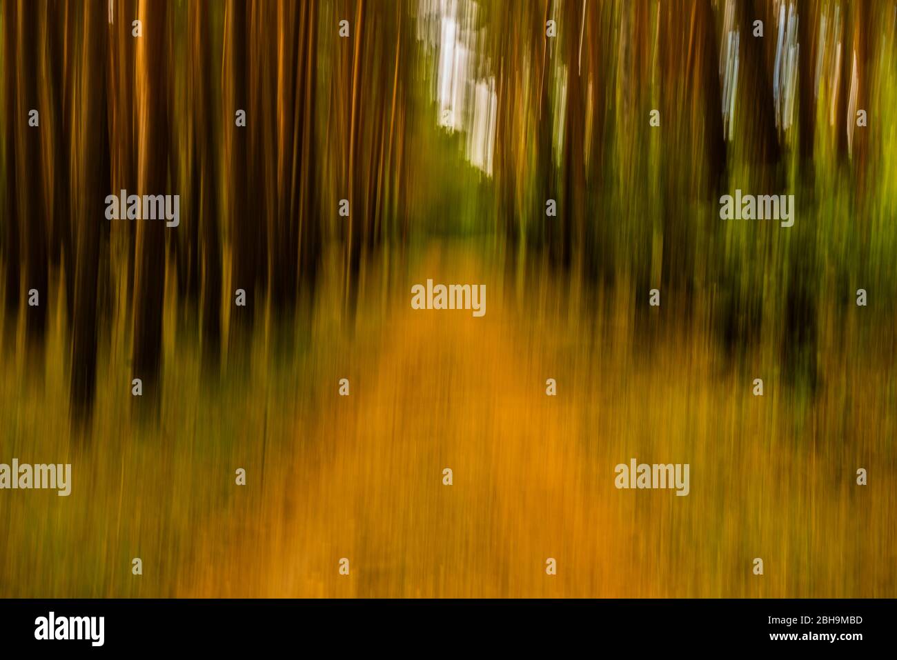 surreal photographed forest road Stock Photo - Alamy