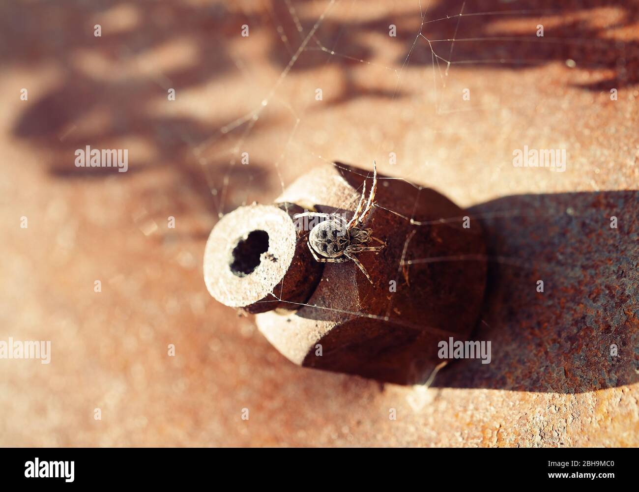 spider on a cobweb. spider on rusty metal Stock Photo - Alamy