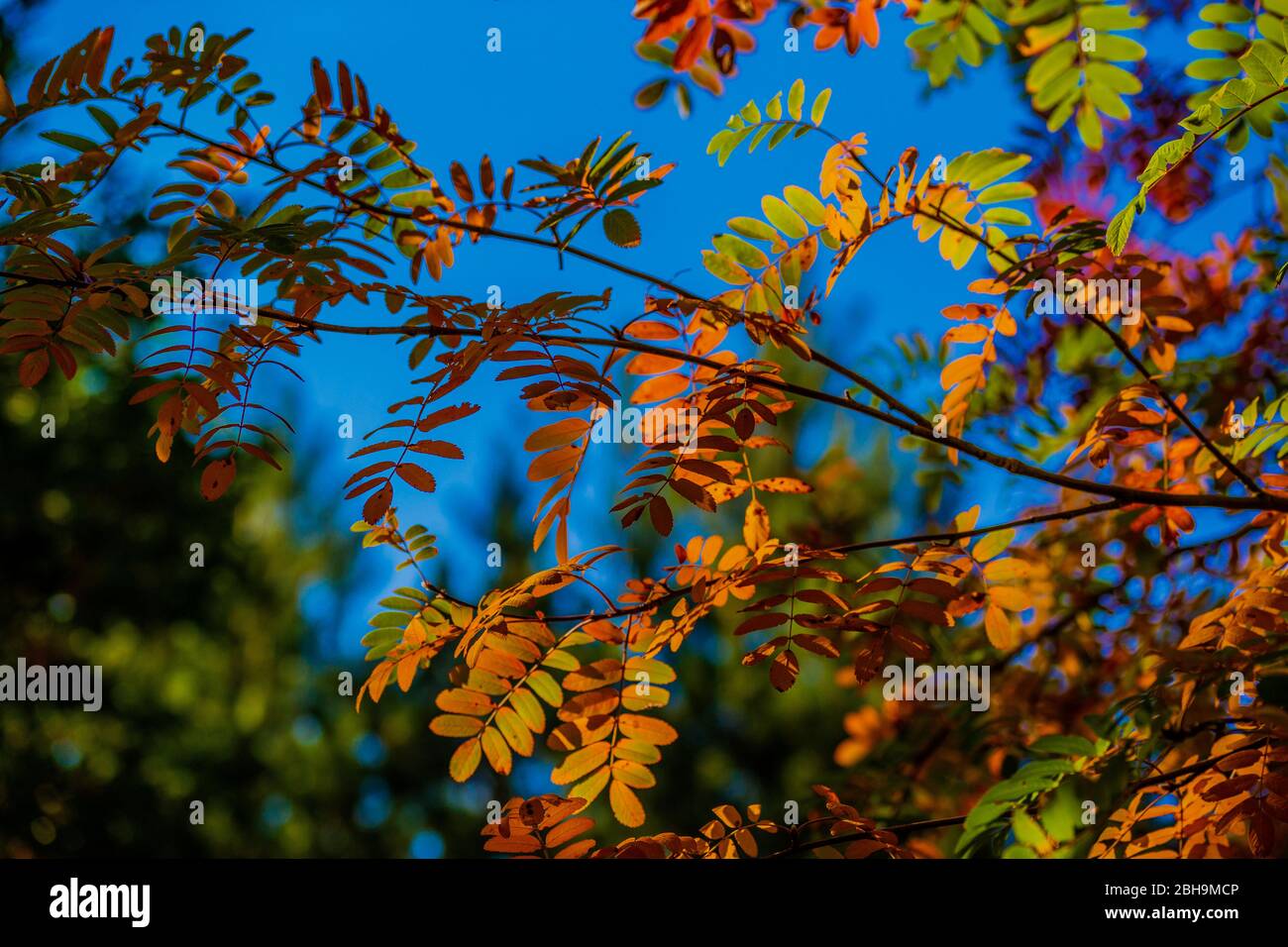 Street autumn germany leaf hi-res stock photography and images - Alamy