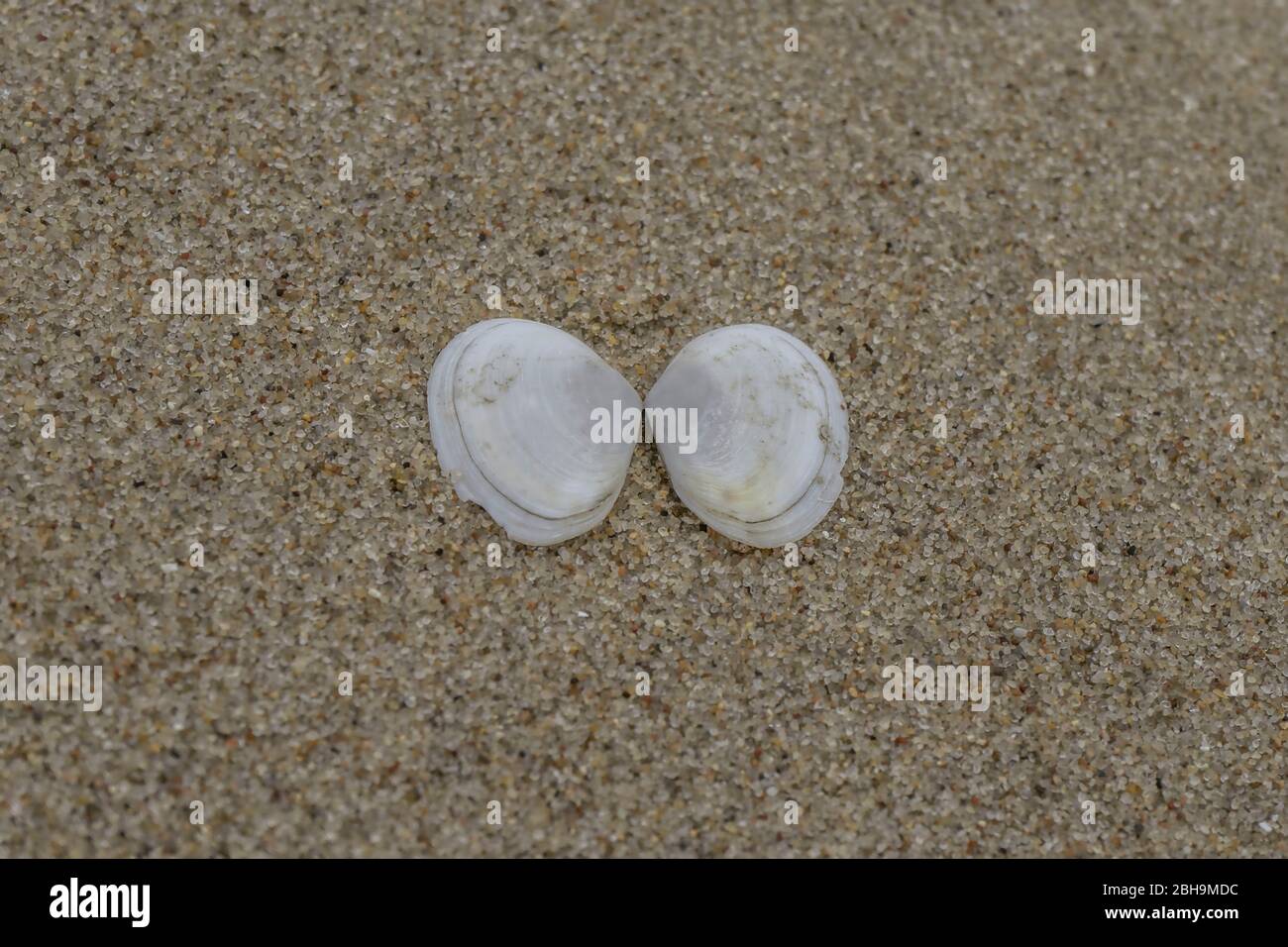Mud on shell hi-res stock photography and images - Alamy