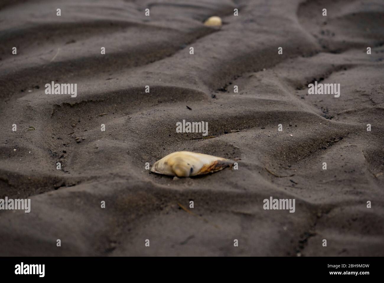 The sea floor at low tide in the north sea with shells Stock Photo - Alamy