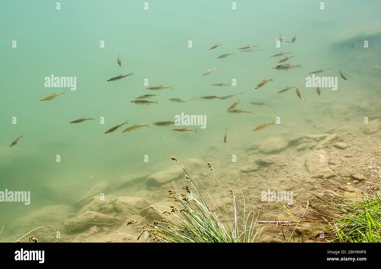 shoal of fish in the lake Stock Photo - Alamy