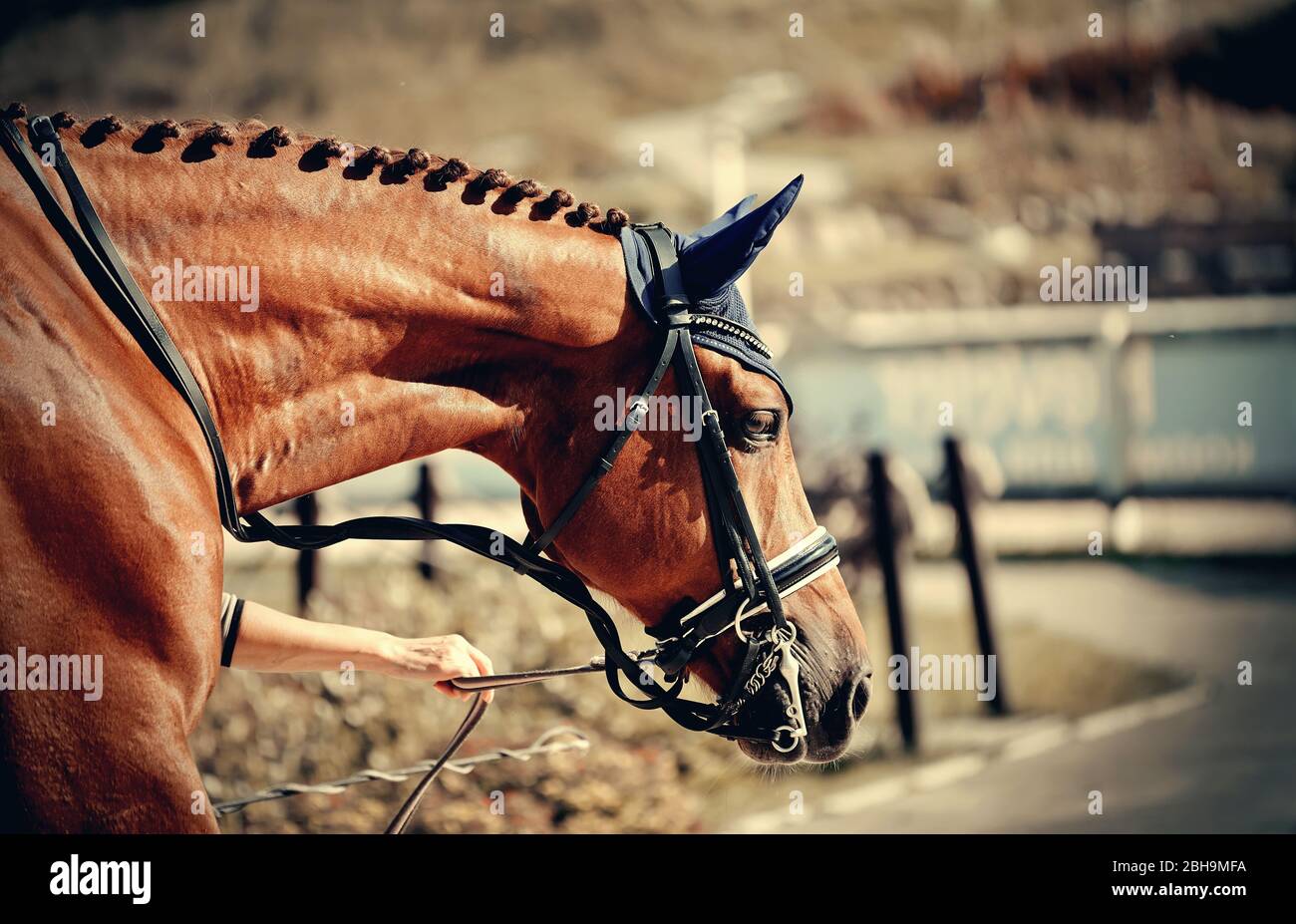 Double Bridle Bit High Resolution Stock Photography and Images - Alamy