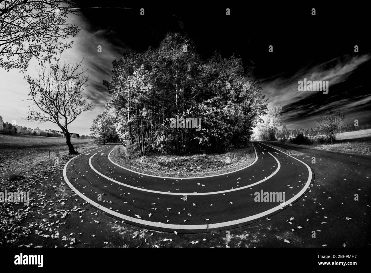 Shade tree in autumn Black and White Stock Photos & Images - Alamy