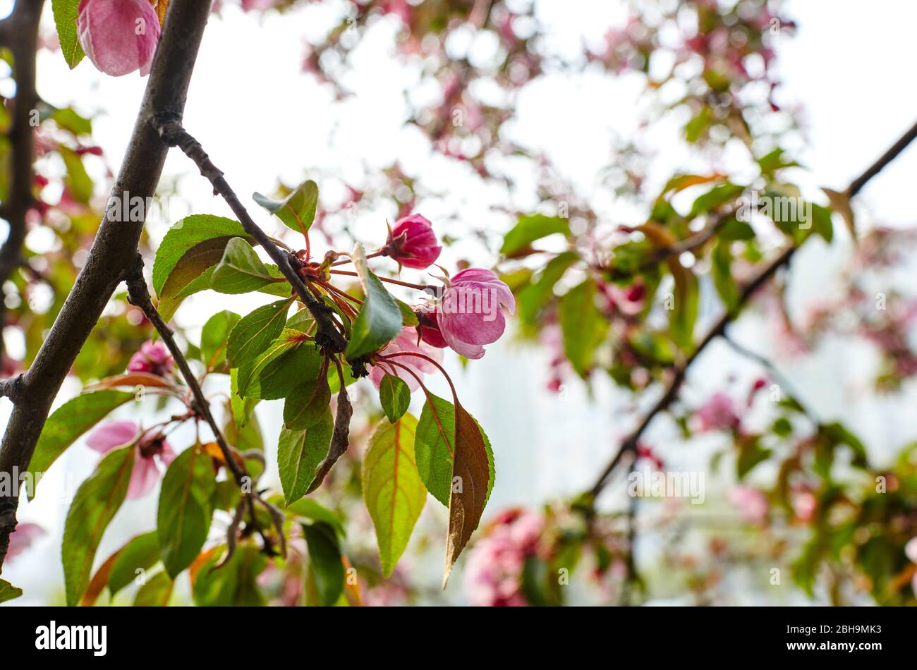 Blossoming red flowers and leaves of the paradise apple trees.Flowering ...